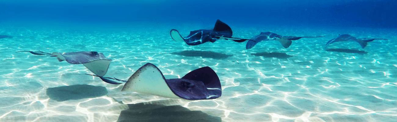 Best Stingray City Tour In Grand Cayman | 2020 | Small Groups