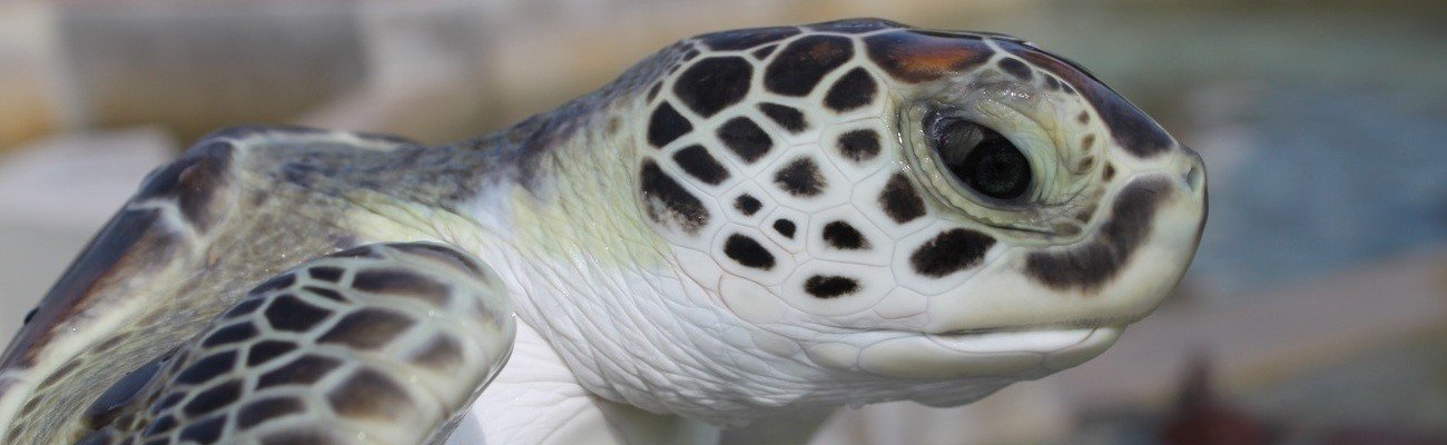 Turtle Farm Grand Cayman Review (2025) - All You Need To Know