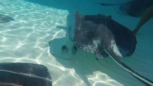 Stingray City Grand Cayman (2026) - Swimming With Stingrays