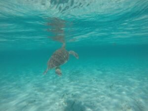 Spotts Beach Grand Cayman Snorkel Review (2022) - All You Need To Know
